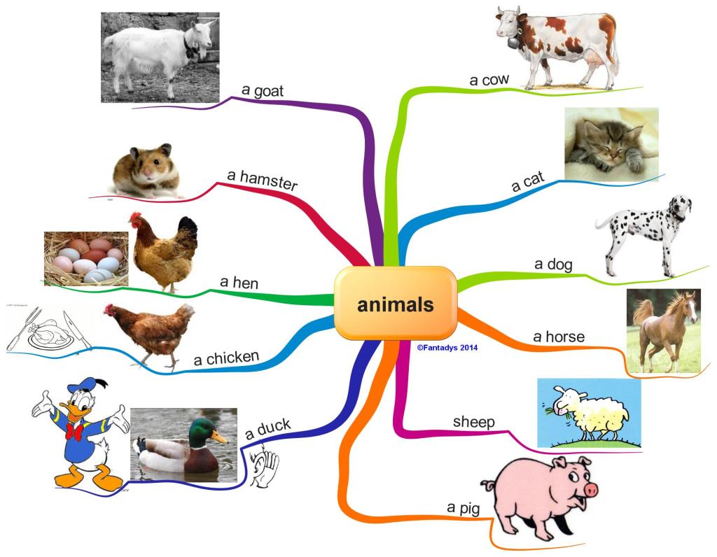 cartes Anglais | Fantadys