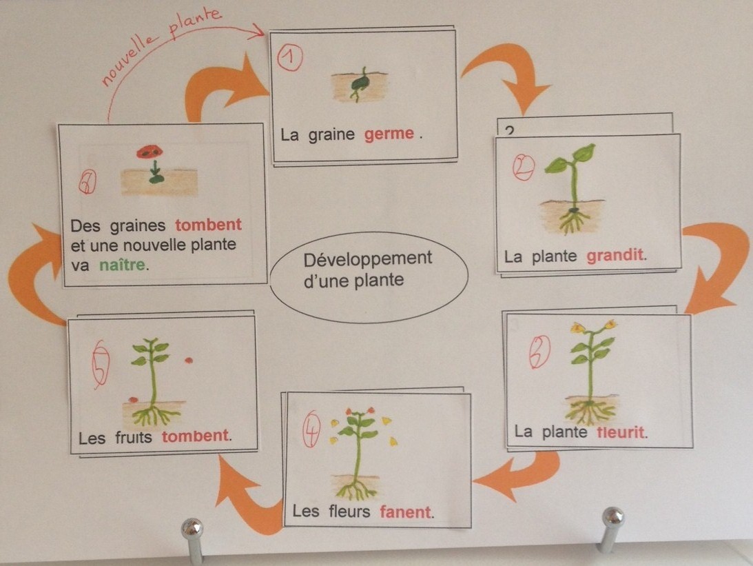 Cycle De Vie Des Plantes Pour La Maternelle Cycle De Vie Et L'anatomie
