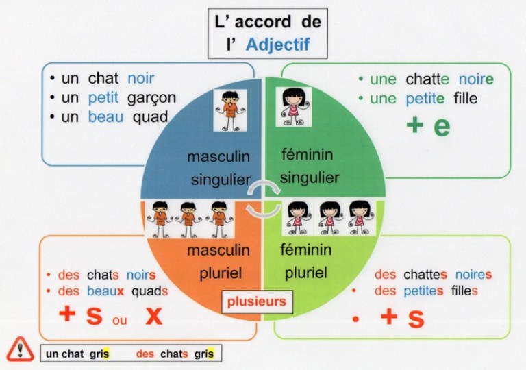 les adjectifs : au féminin et au pluriel | Fantadys