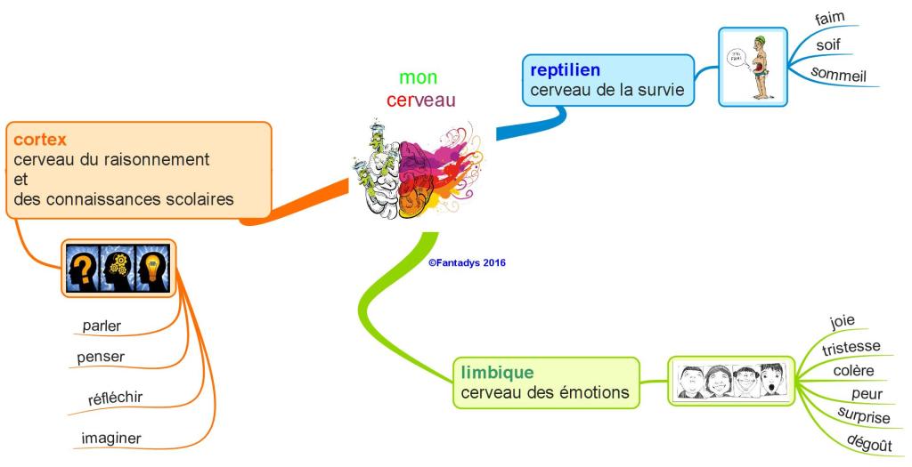 Le cerveau | Fantadys